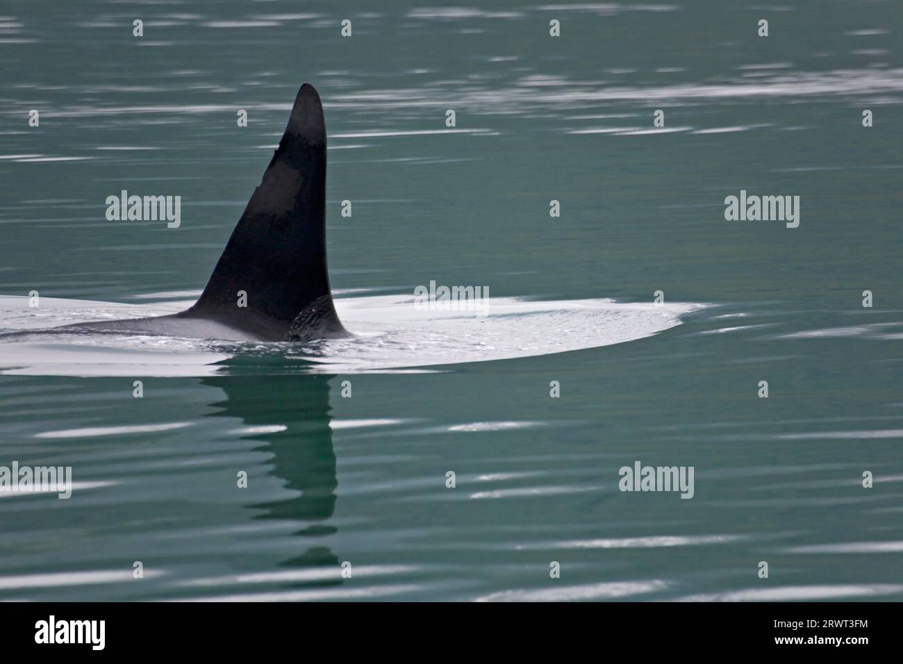 Killer whale (Orcinus orca) (female), Orca (Killer Whale) (female Stock ...