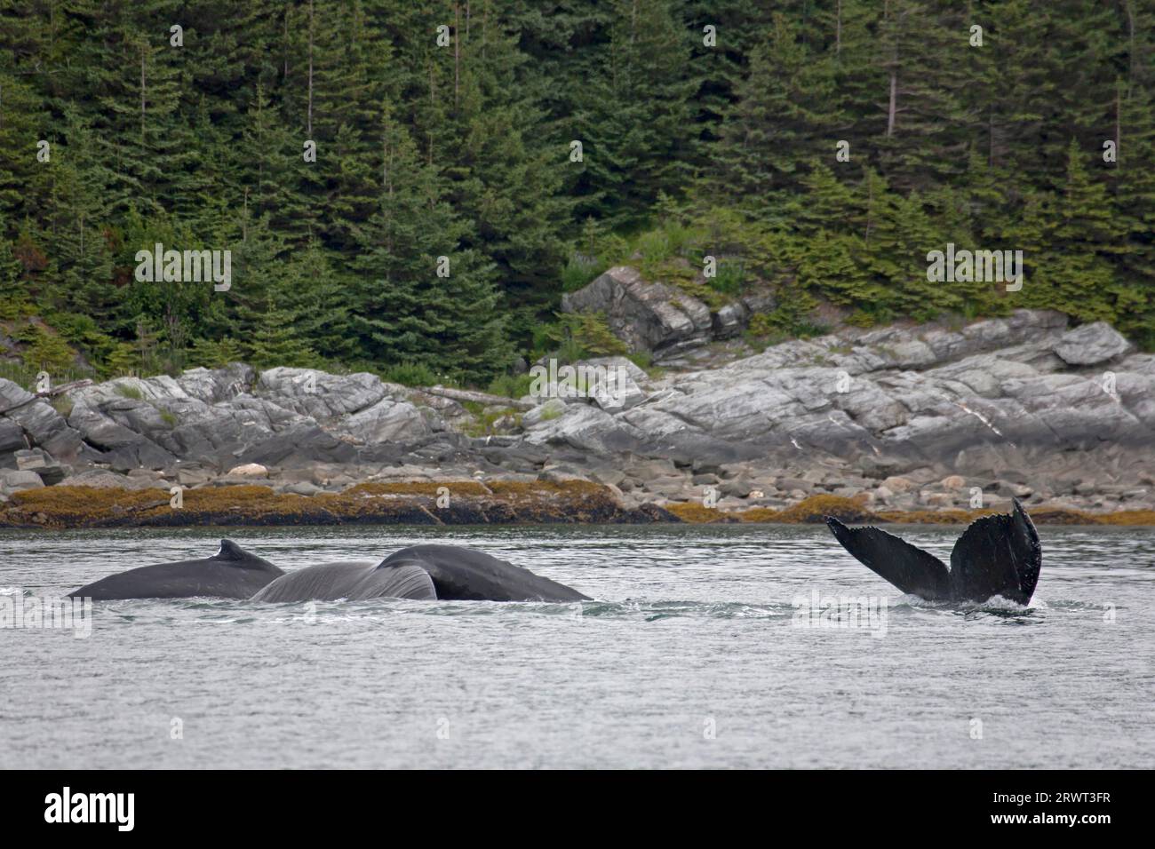 Humpback whales (Megaptera novaeangliae) (Family: Baleen Whales ...