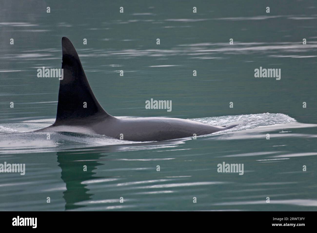 Killer whale (Orcinus orca) (female), Orca (Killer Whale) (female Stock ...