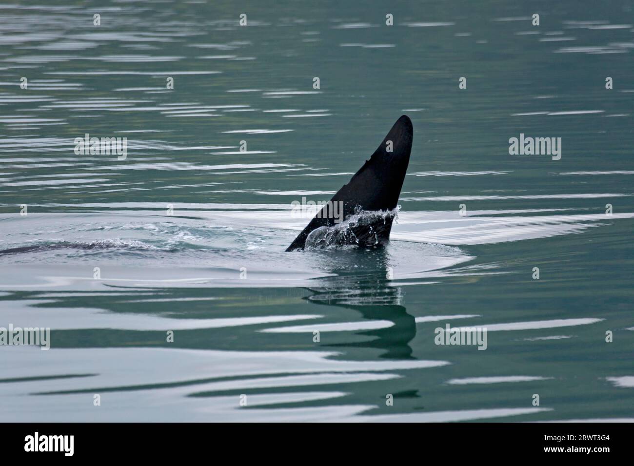 Female orca whale underwater wild hi-res stock photography and images ...