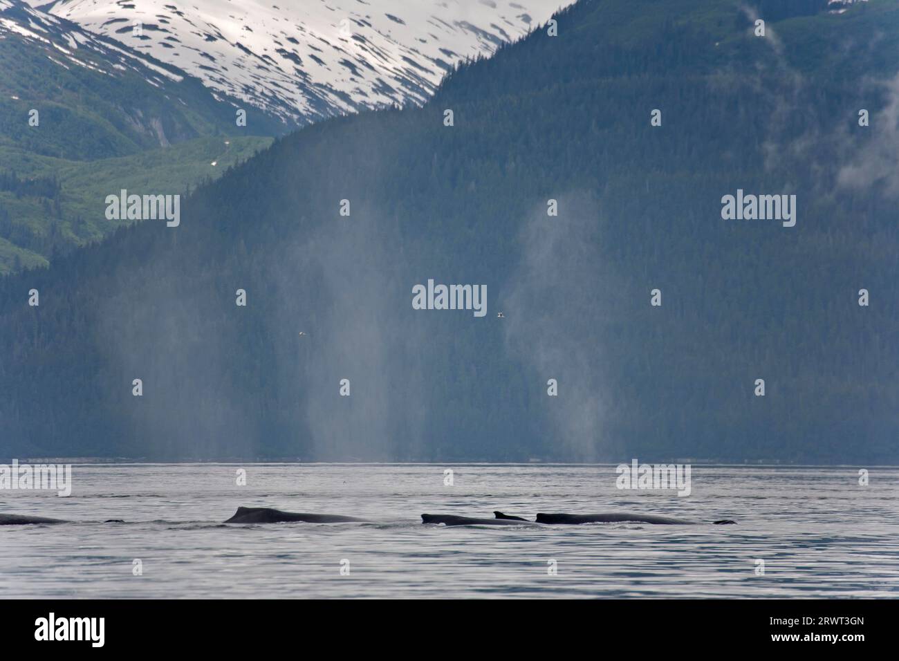 Humpback whales (Megaptera novaeangliae) (Family: Baleen Whales ...
