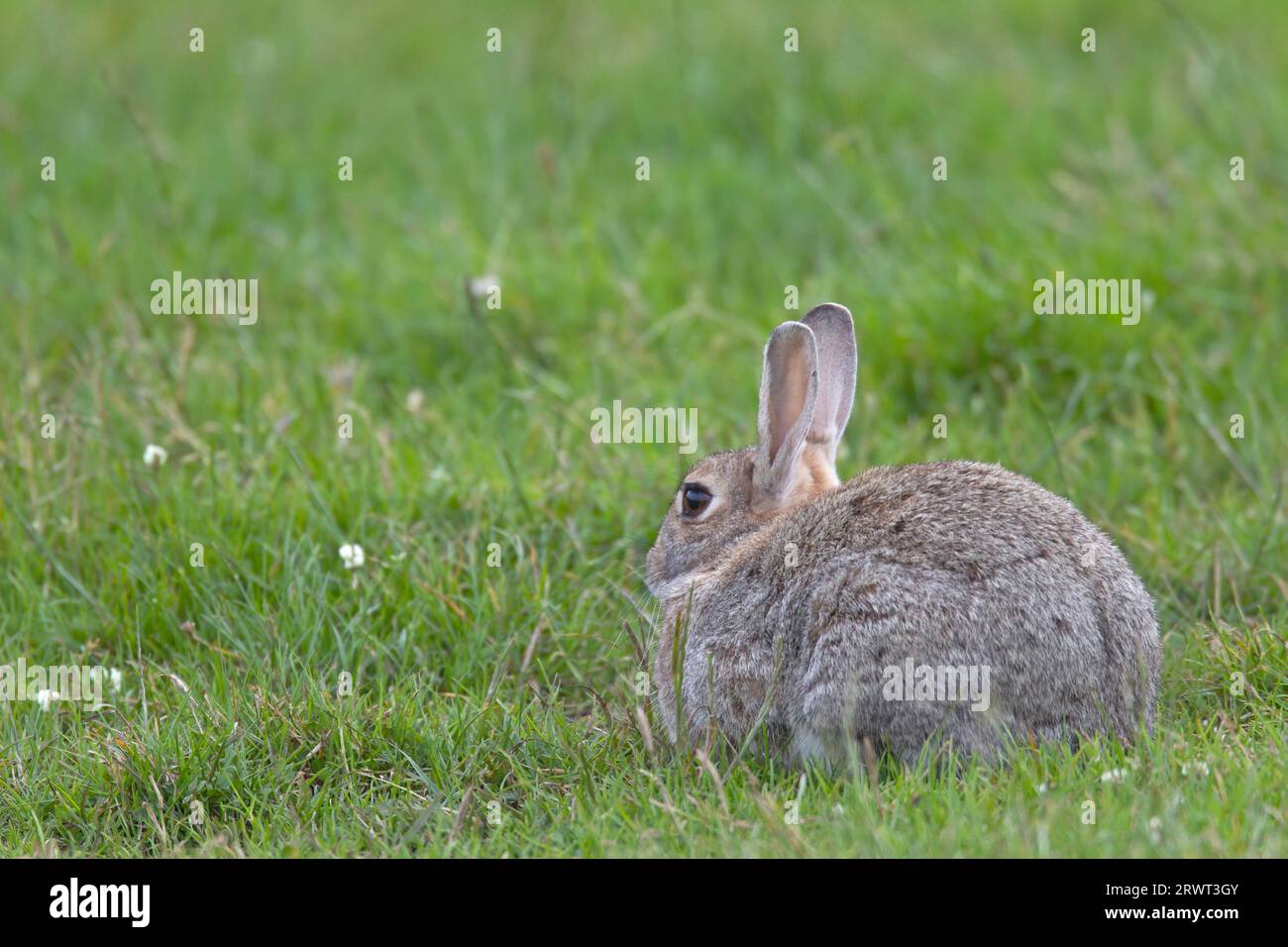 European rabbit (Oryctolagus cuniculus), the mother gives birth to the ...