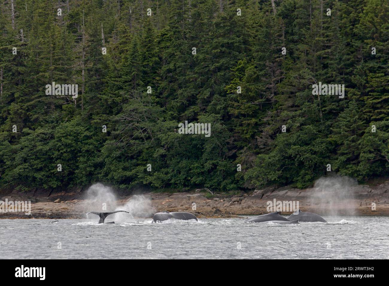 Humpback whales (Megaptera novaeangliae) (Family: Baleen Whales ...