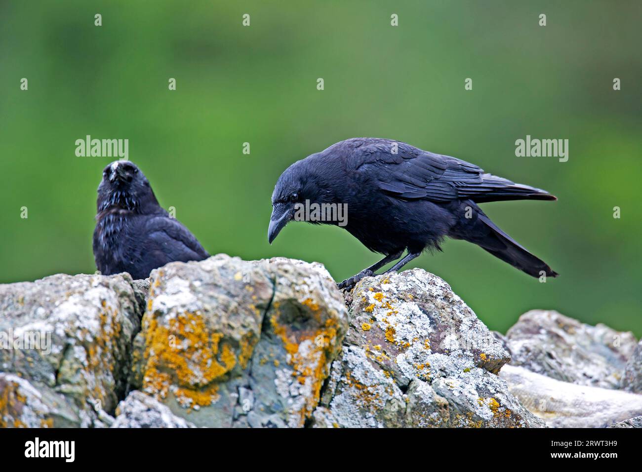 Sundews Crows are bound to coastal regions, the range extends from ...