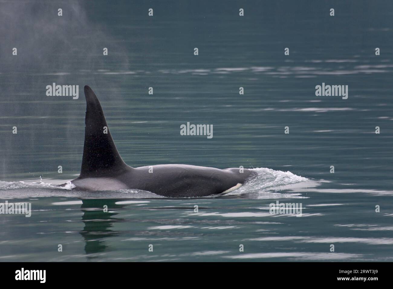 Killer whale (Orcinus orca) (female), Orca (Killer Whale) (female Stock ...