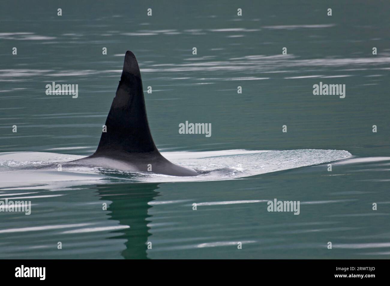Killer whale (Orcinus orca) (female), Orca (Killer Whale) (female Stock ...