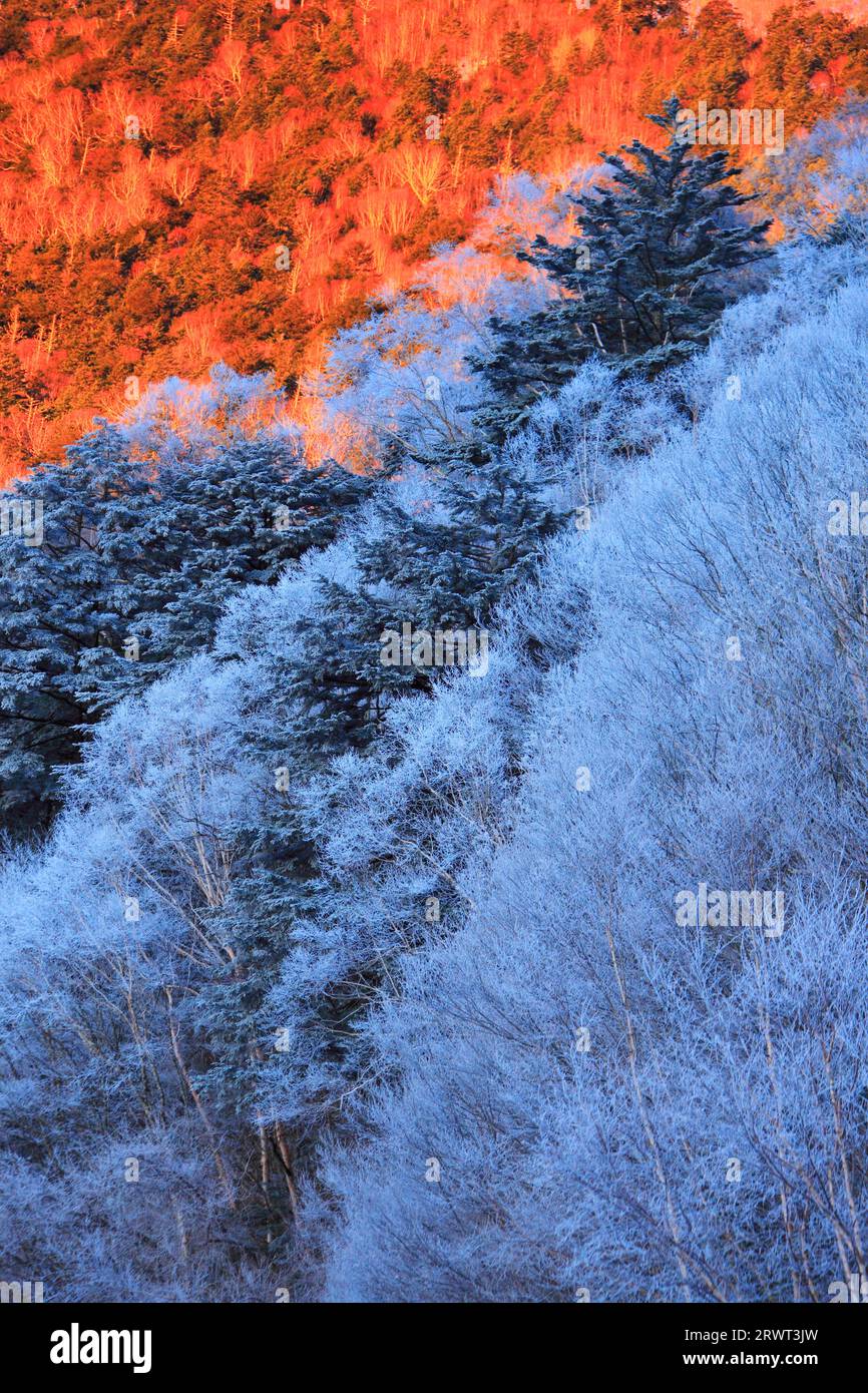 Morning misty ice forest seen from Ochiai Bridge in the west-southwest ...