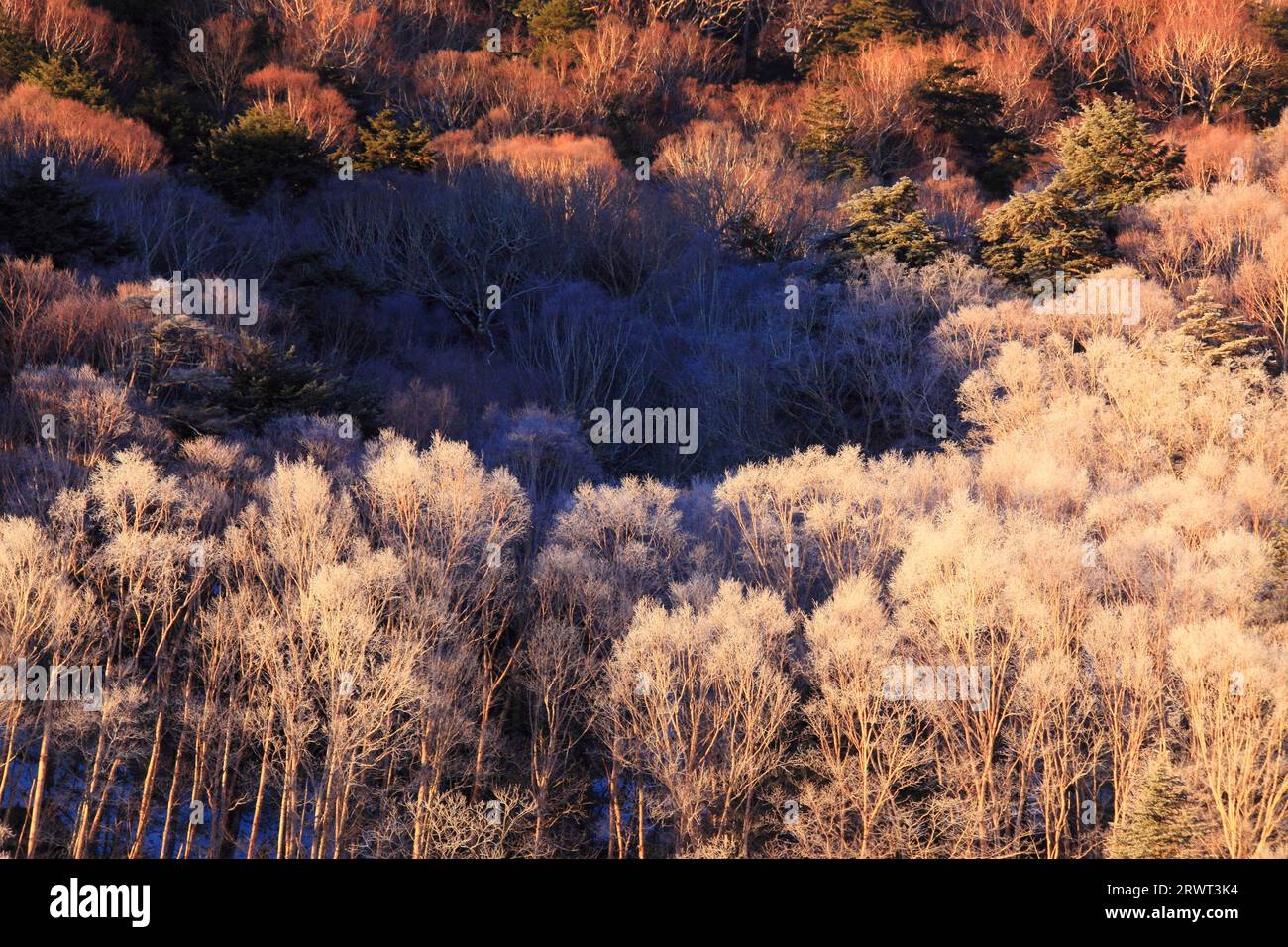 Fog and ice forest in the south-southwest direction seen from the ...