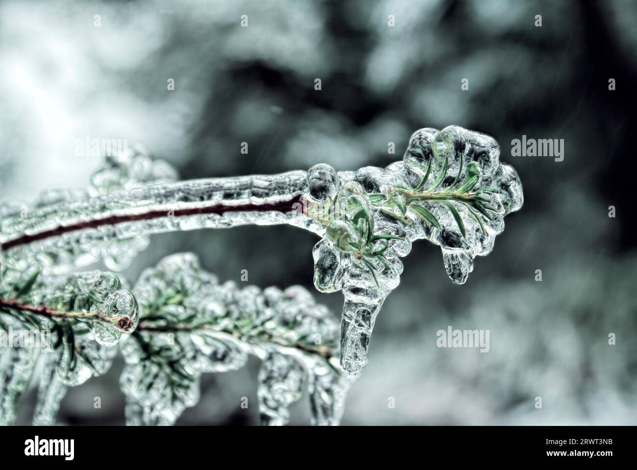 Close-up view of a clear rime covering a coniferous branch Stock Photo ...