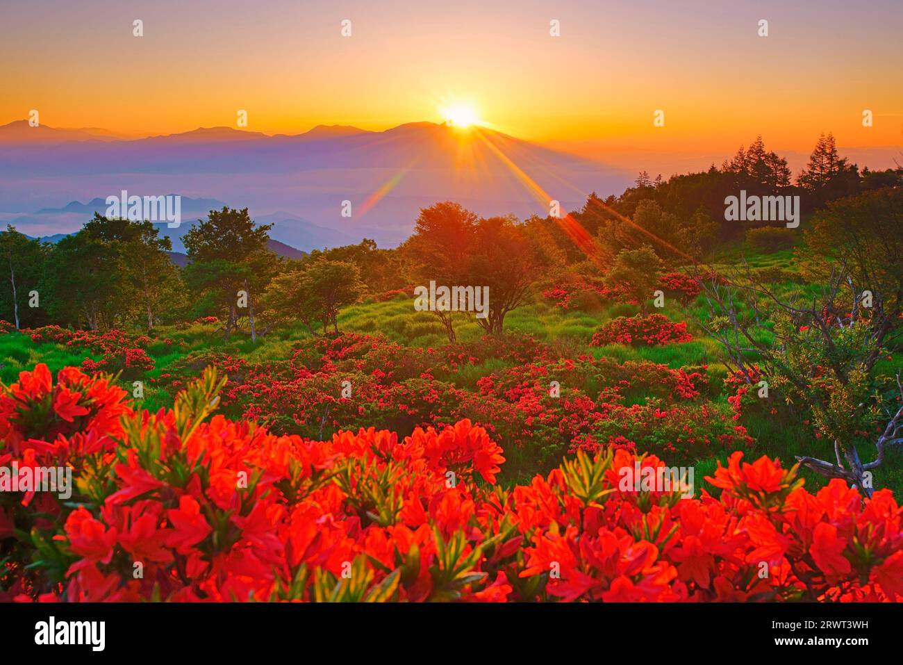 Rhododendron near Utsukushi-ga-hara Open-Air Museum and the rising sun ...