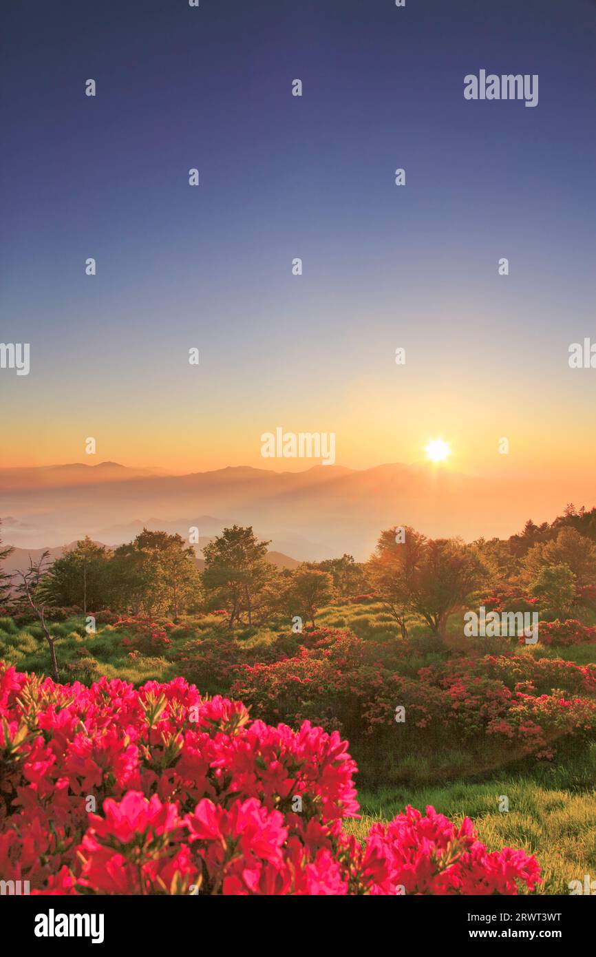 Rhododendron near Utsukushi-ga-hara Open-Air Museum and the rising sun ...