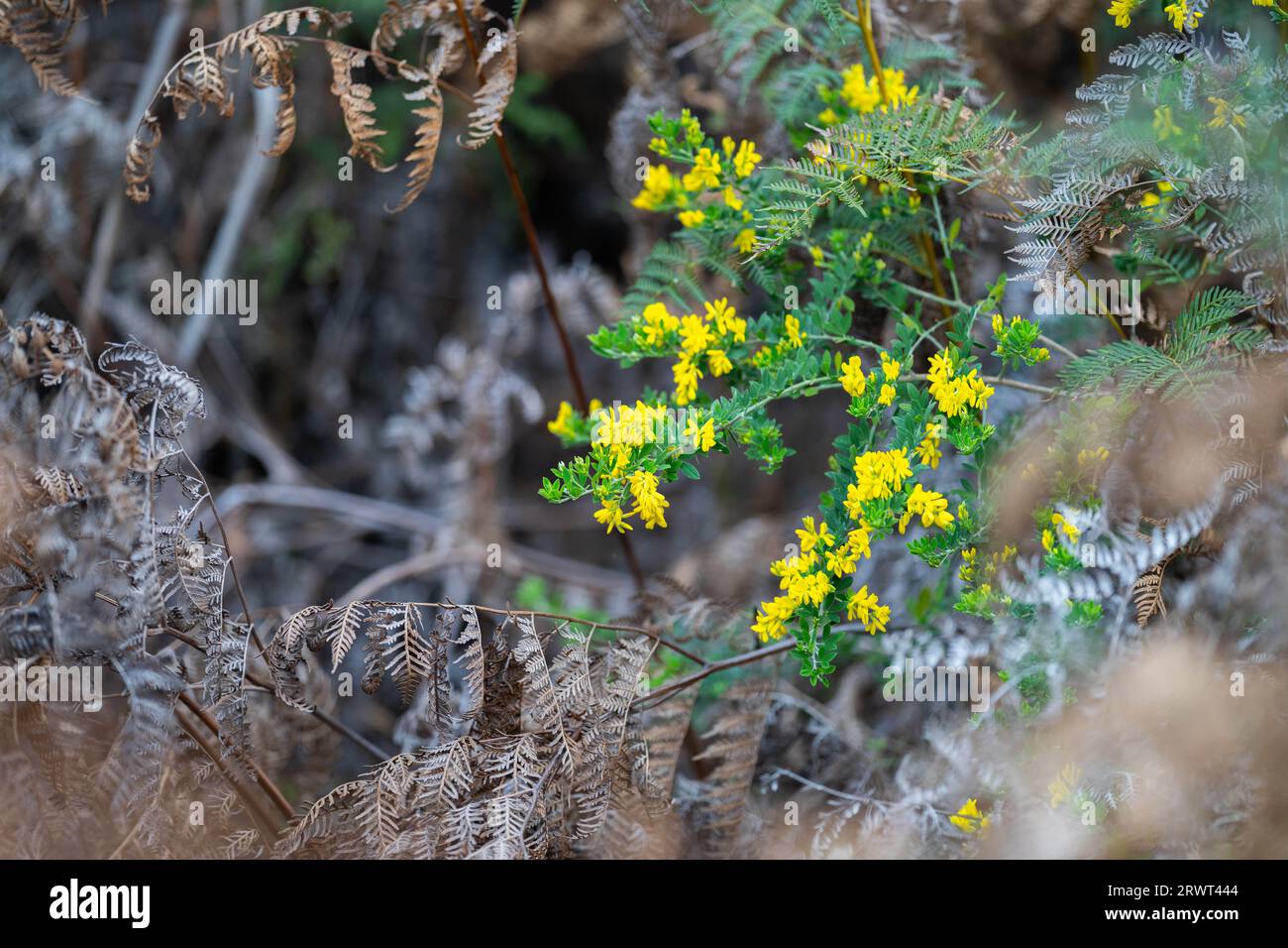tea tree in australia in the forest in the bush Stock Photo - Alamy