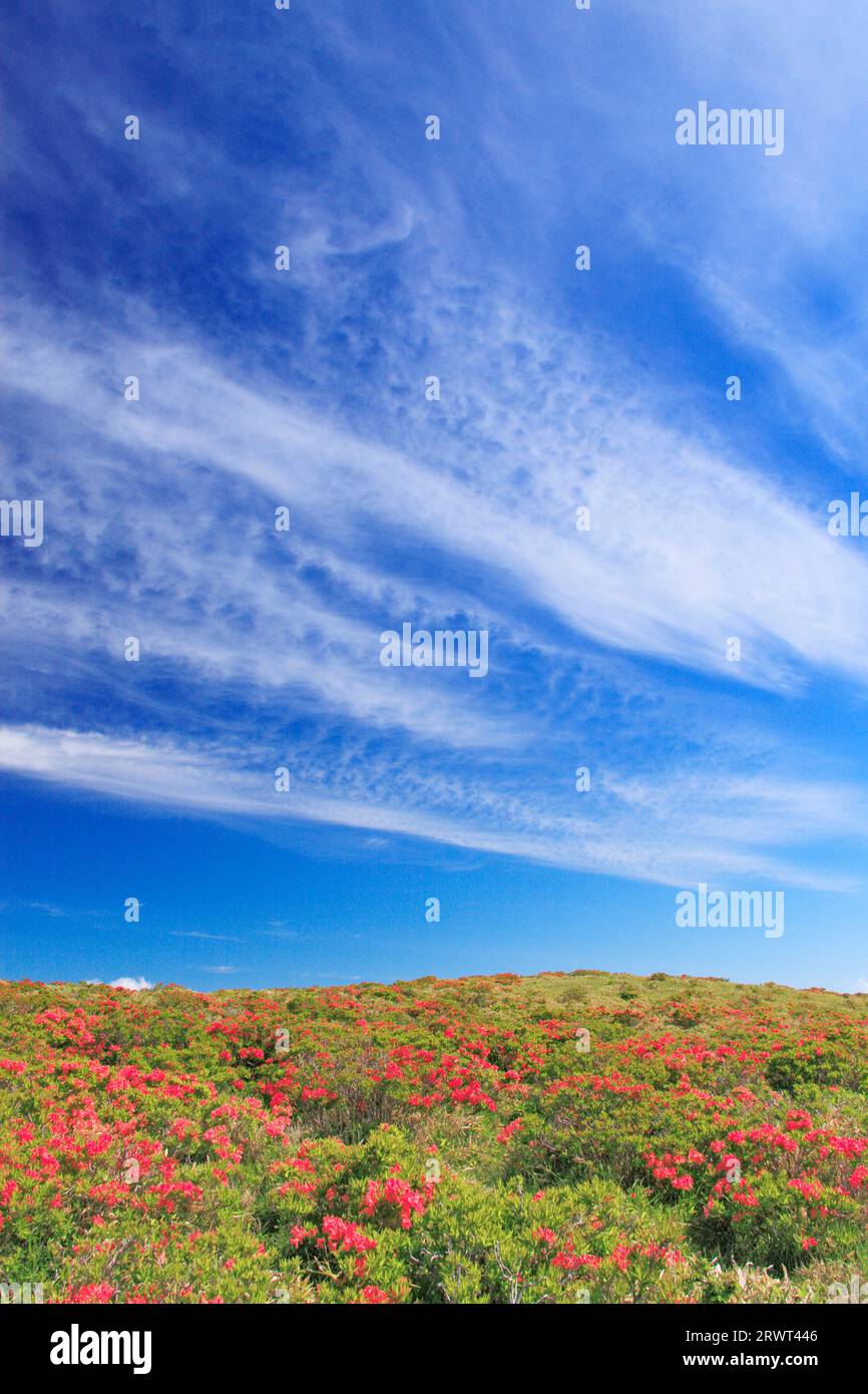 Cirrus clouds with flower hi-res stock photography and images - Alamy