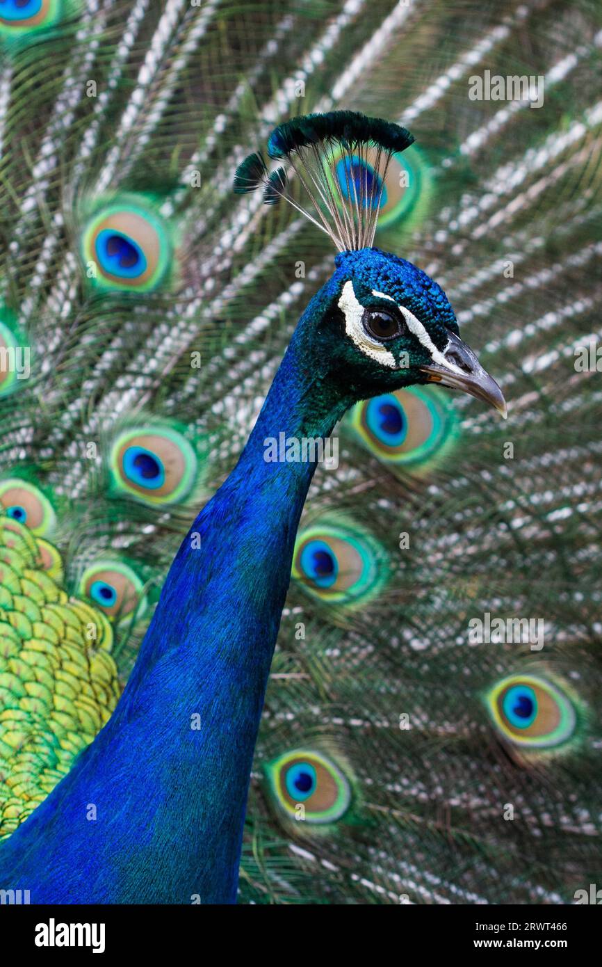 A wild peacock shows off it's plumage in Melbourne, Victoria, Australia ...