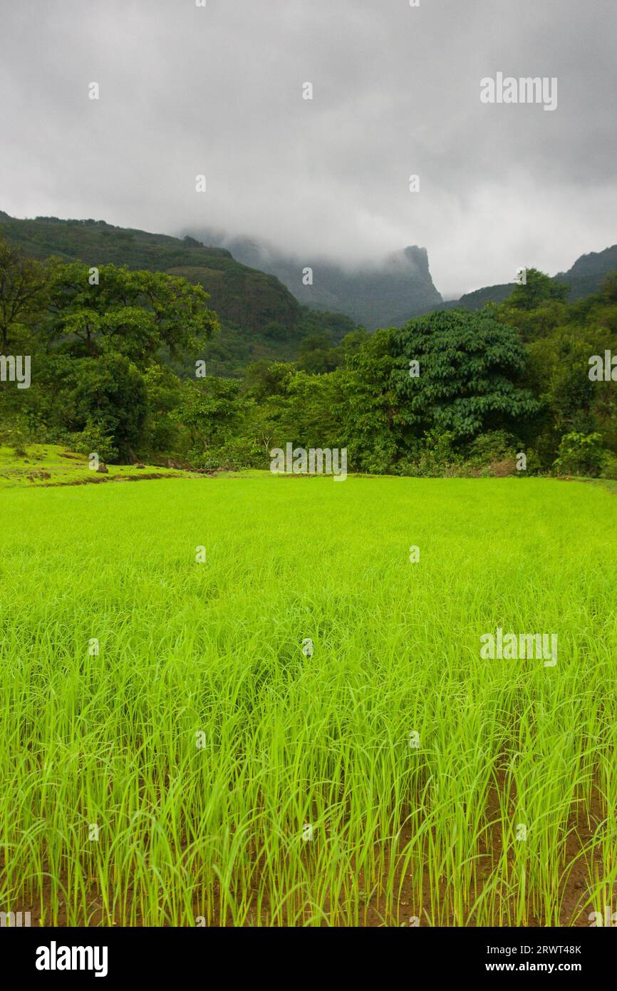 Plain landscape india hi-res stock photography and images - Alamy