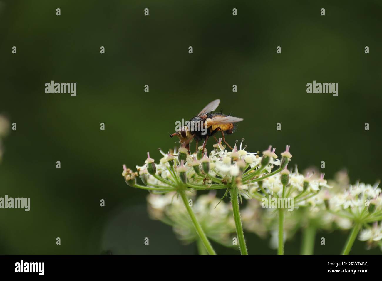 Tachinaire hi-res stock photography and images - Alamy