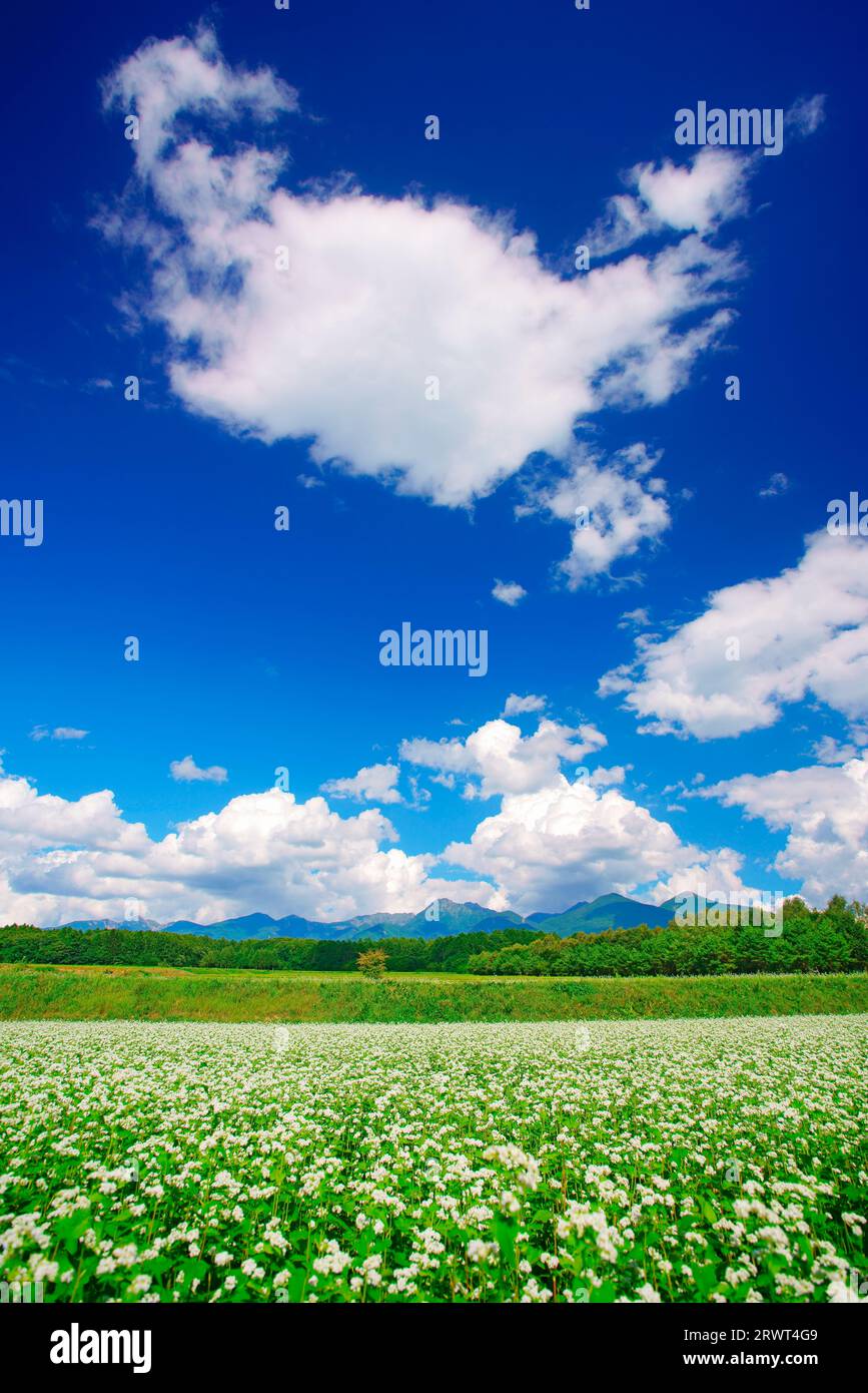 Flowering buckwheat field near the Fukayama intersection on the zoom ...