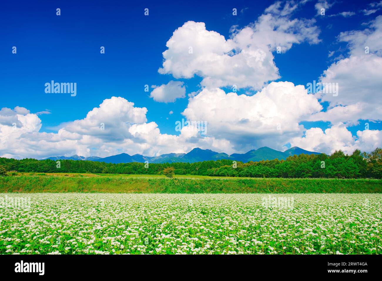 Flowering buckwheat field near the Fukayama intersection on the zoom ...