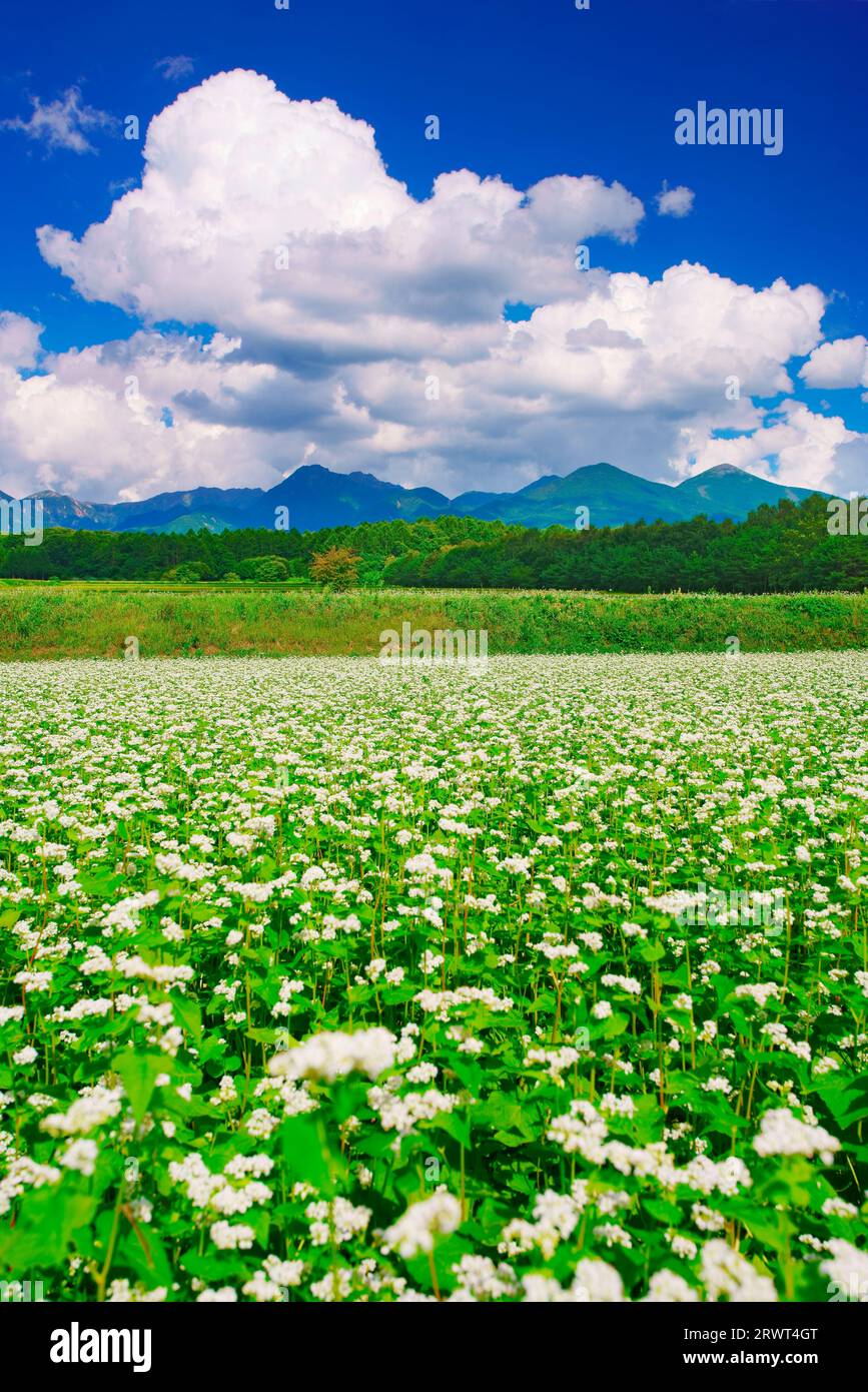 Flowering buckwheat field near the Fukayama intersection on the zoom ...