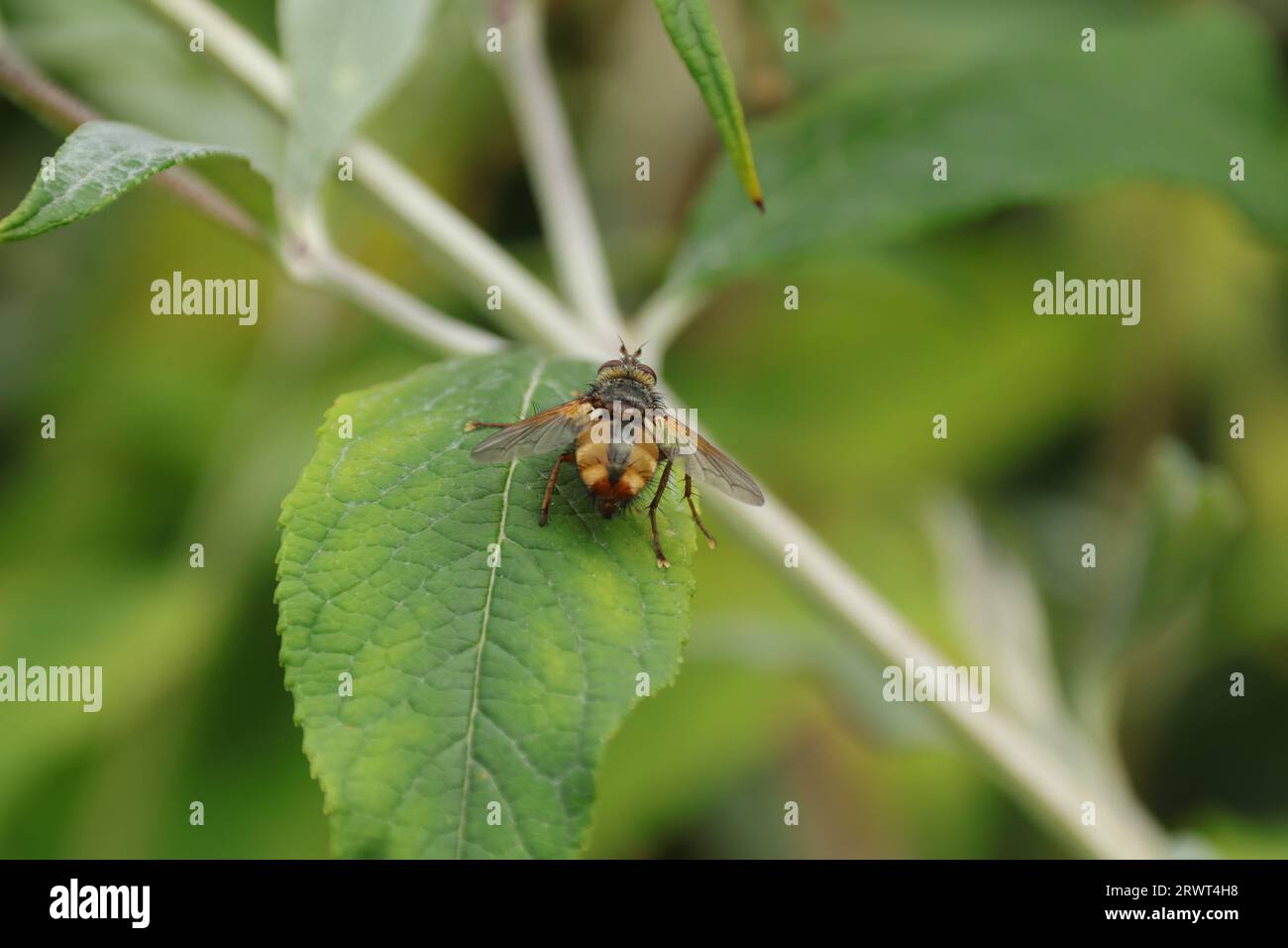 Tachinaire hi-res stock photography and images - Alamy