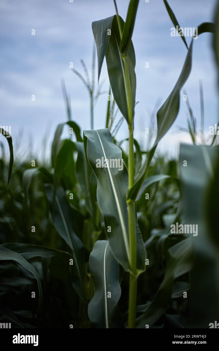 Corn. Green leaves of the crop Stock Photo - Alamy