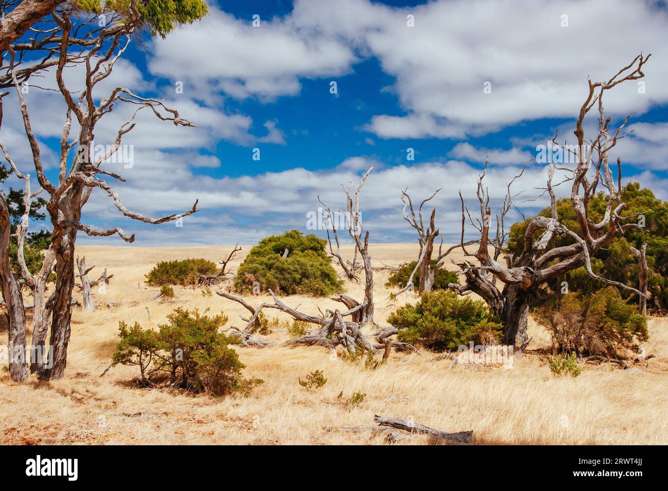 Australian landscape in Cape Naturaliste peninsula, near Dunsborough in ...