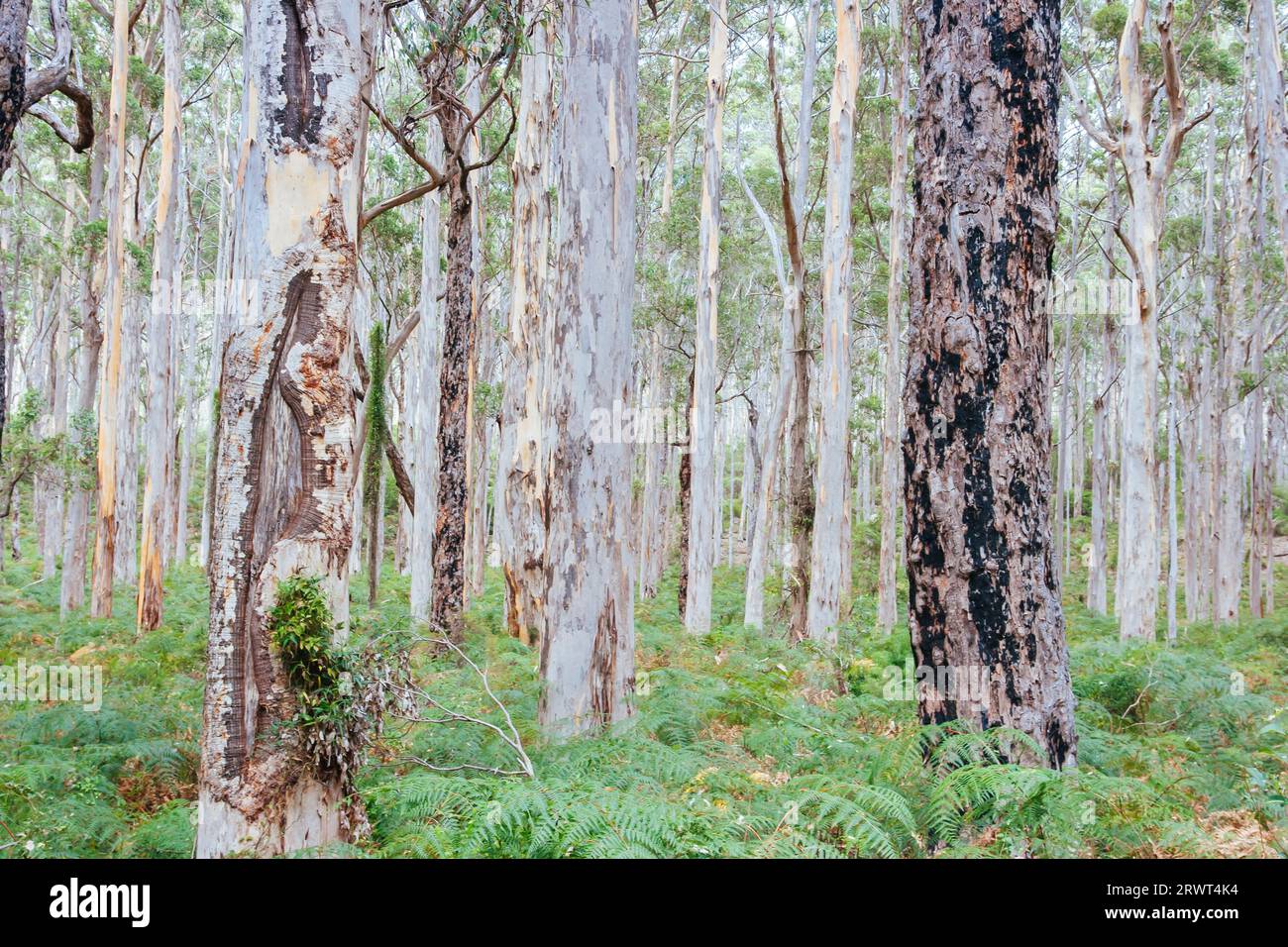 Australian landscape in Cape Leeuwin Peninsula, along Caves Rd, near ...