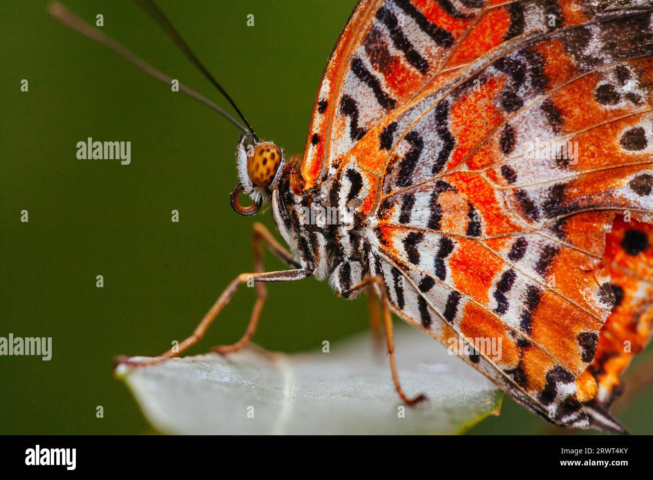 A macro closeup shot of a colorful and vibrant butterfly in Melbourne ...