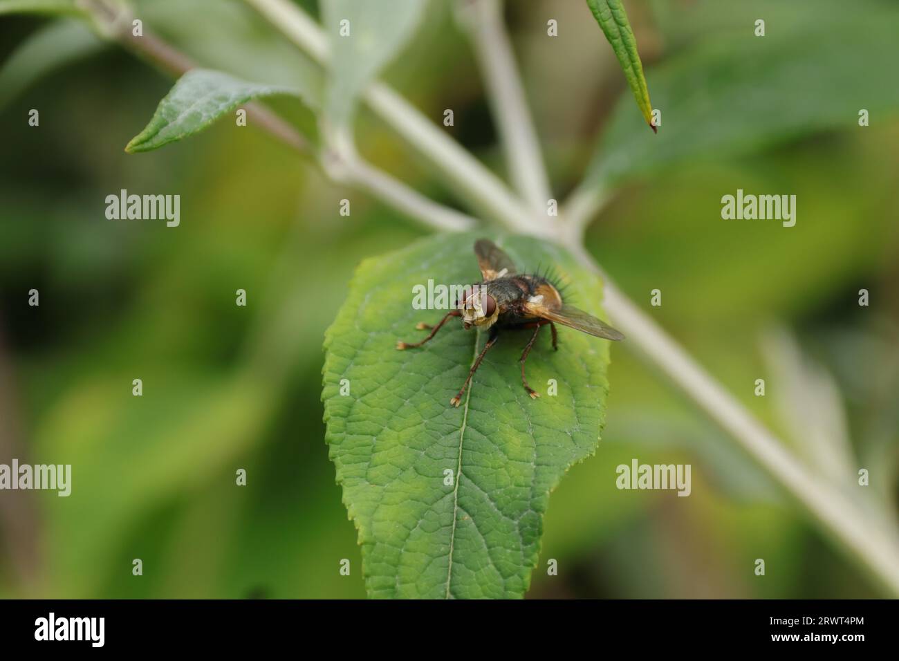 Tachinaire hi-res stock photography and images - Alamy