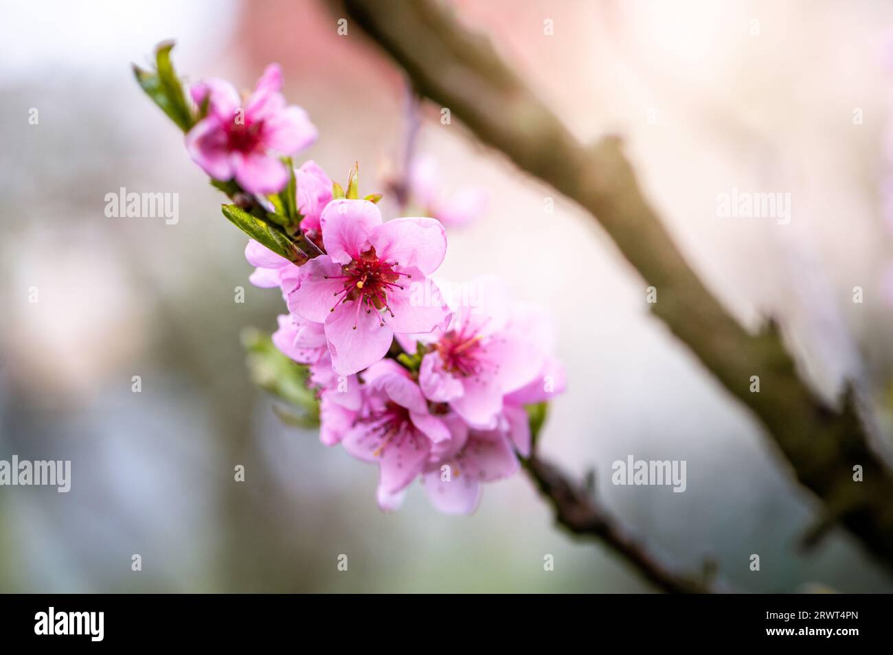 Pink Cherry Blossom Elegance: Spring's Delicate Flowers Stock Photo - Alamy