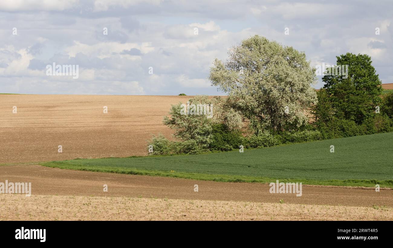 Bocage Landscape with Fields Hedges and Trees, Hesse Stock Photo - Alamy