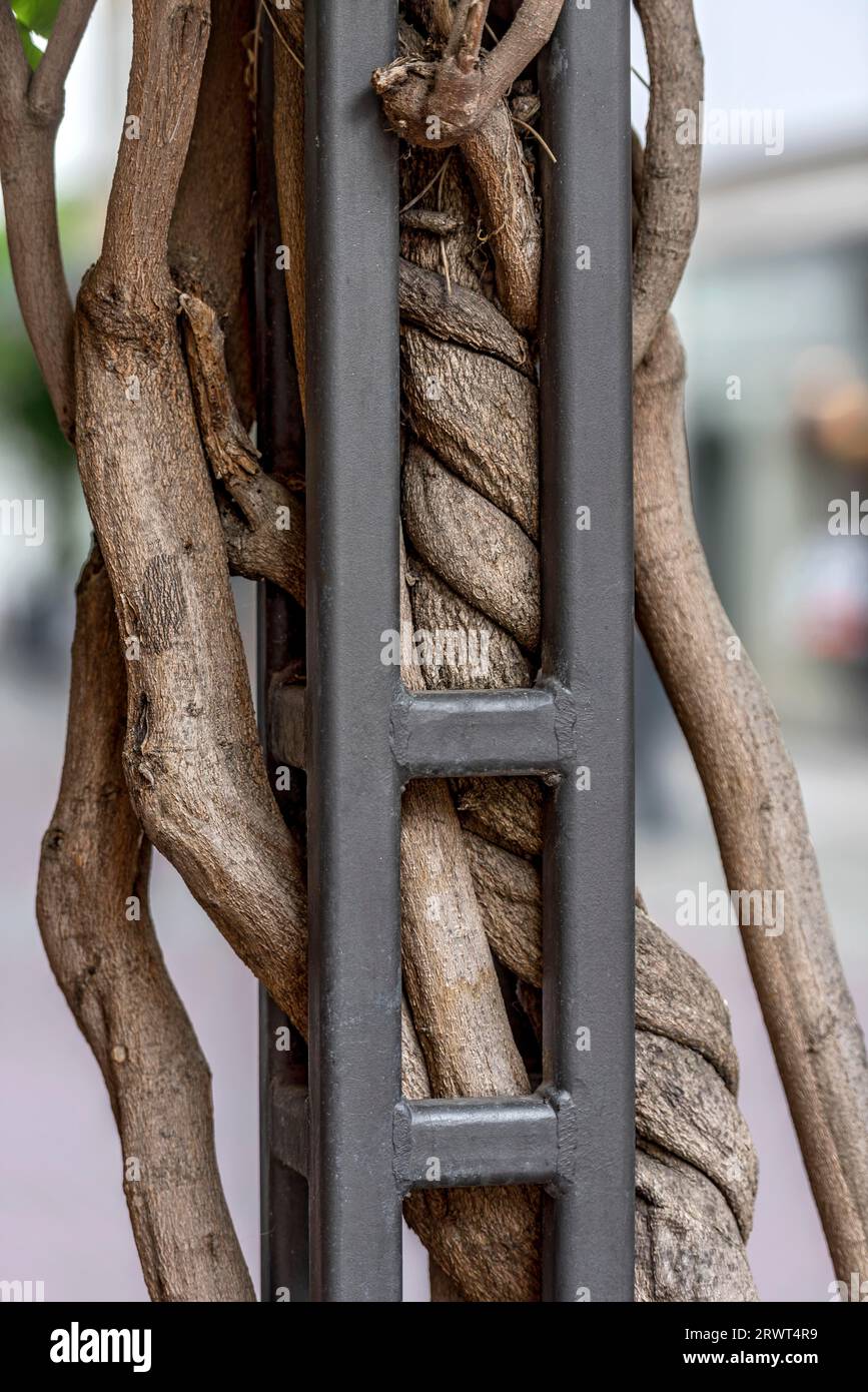 Golden rain (Laburnum anagyroides), bean tree, golden rush, yellow ...