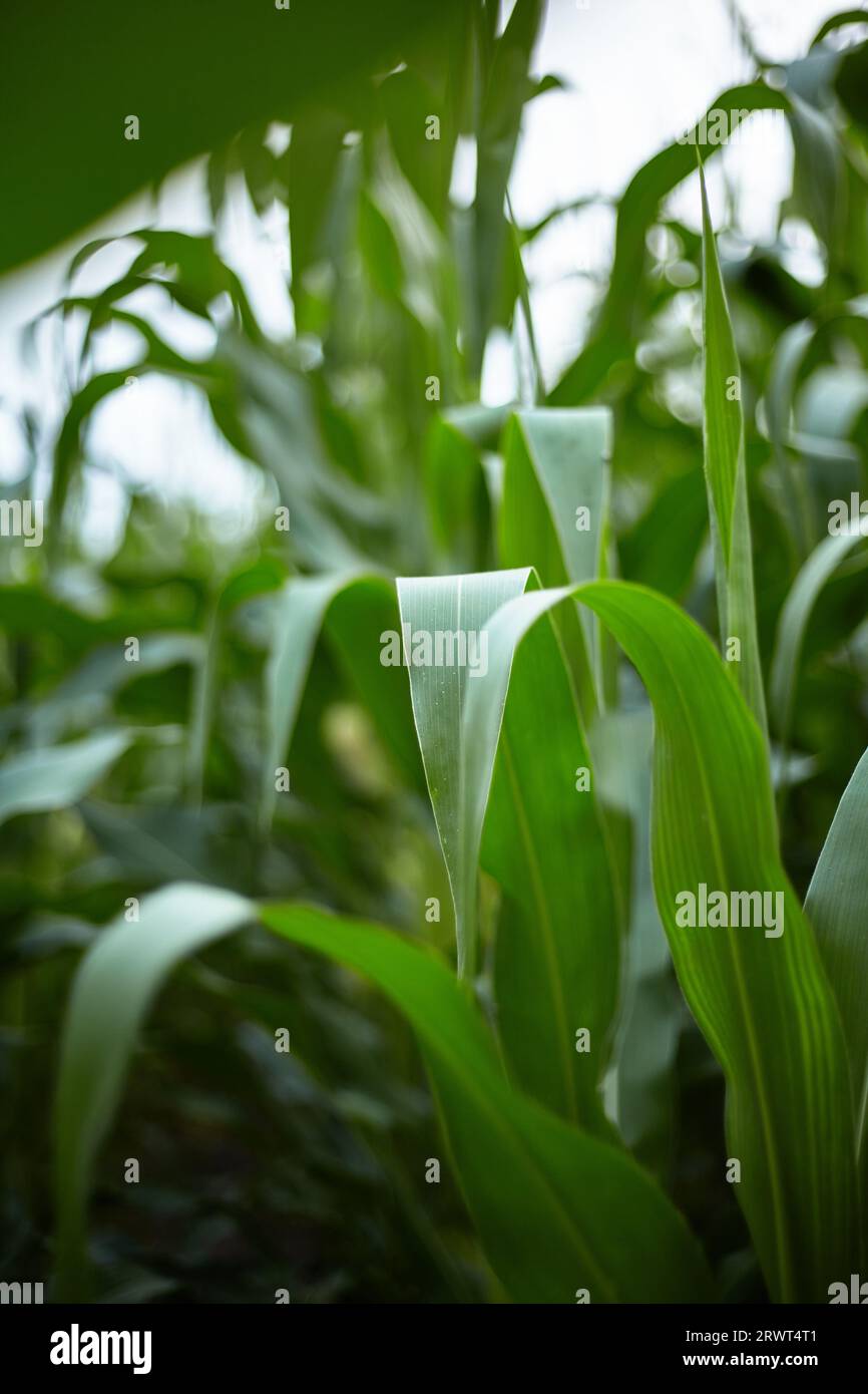 Corn. Green leaves of the crop Stock Photo - Alamy