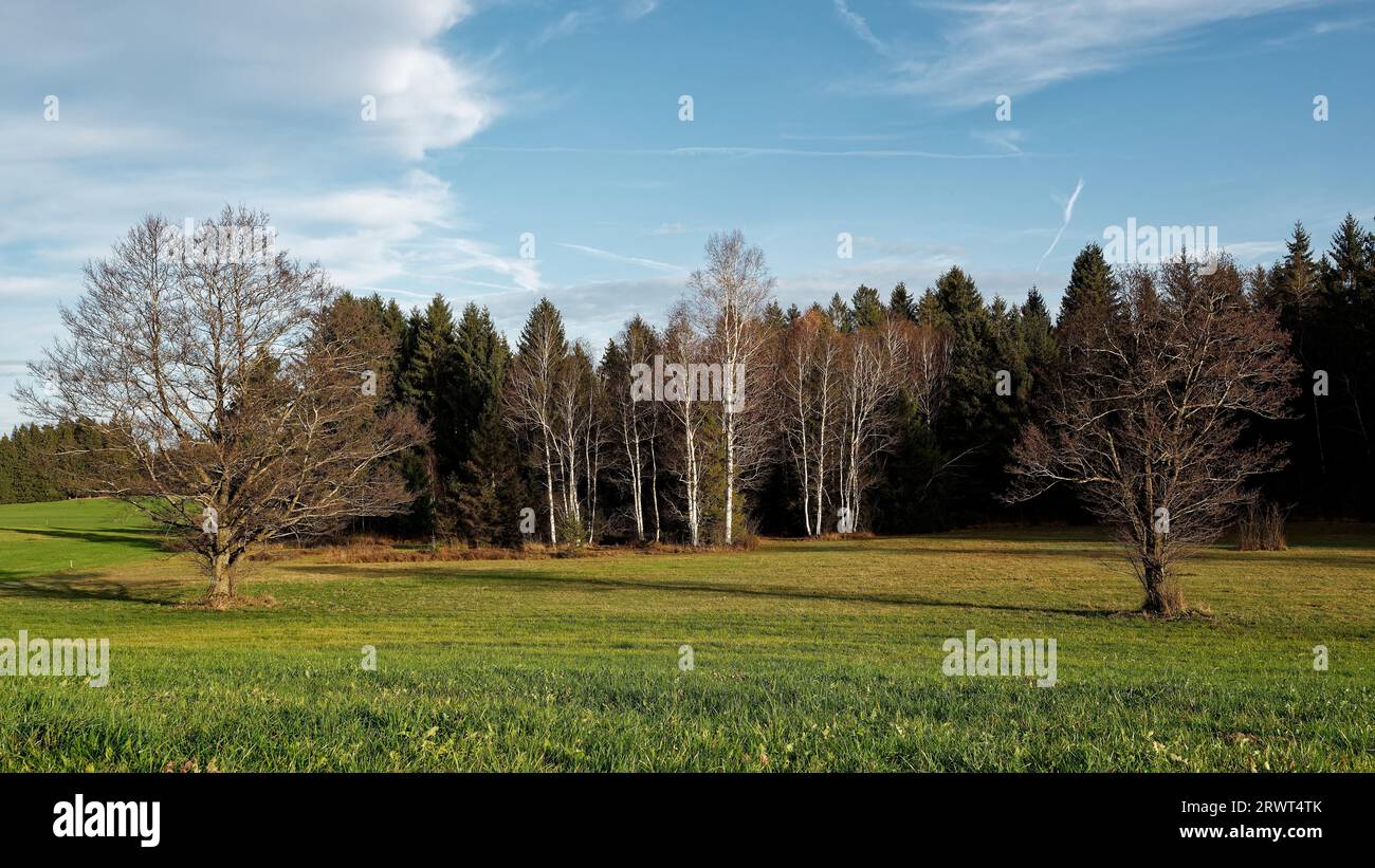 Trees and birches on a green meadow in autumn, Bavaria Stock Photo - Alamy
