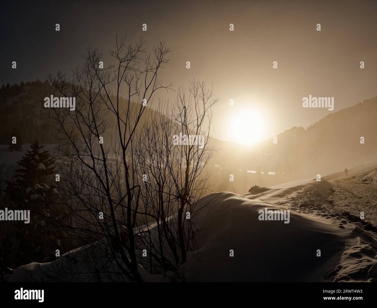 Bush in snow backlight and fog in front of mountains in winter, Bavaria ...