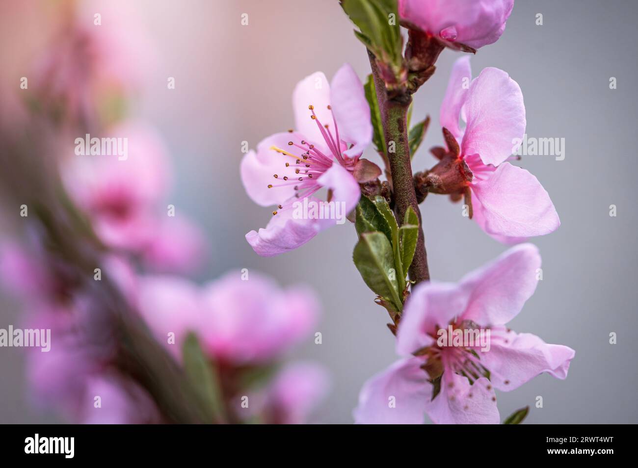 Spring's Tender Embrace: The Blooming Beauty of Pink Flowers Stock ...