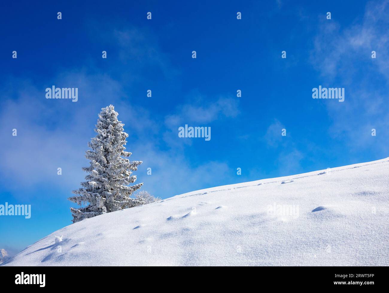 Winter landscape at the Zwölferhorn with deep snow-covered conifer ...