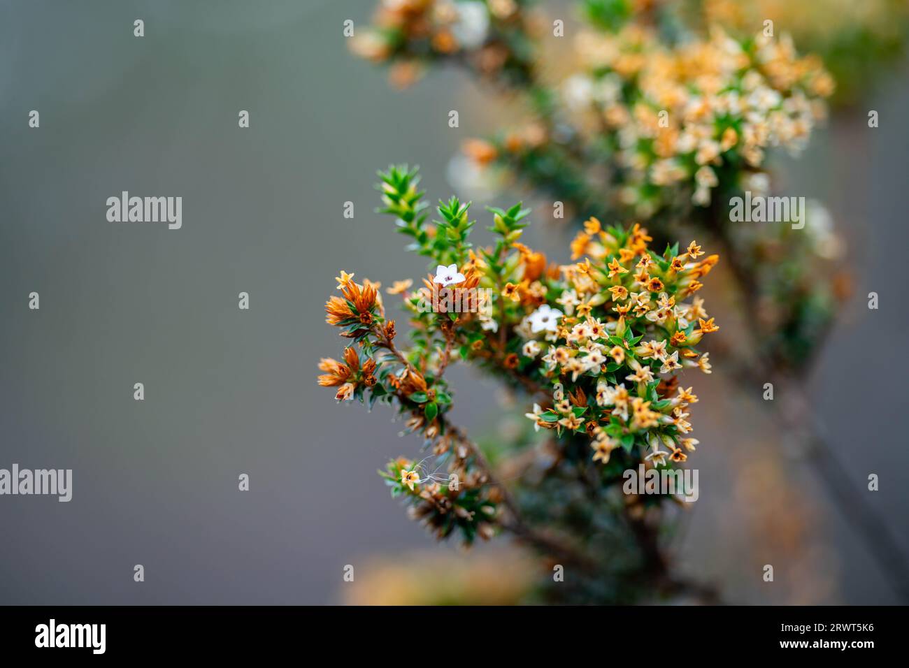tea tree in australia in the forest in the bush Stock Photo - Alamy