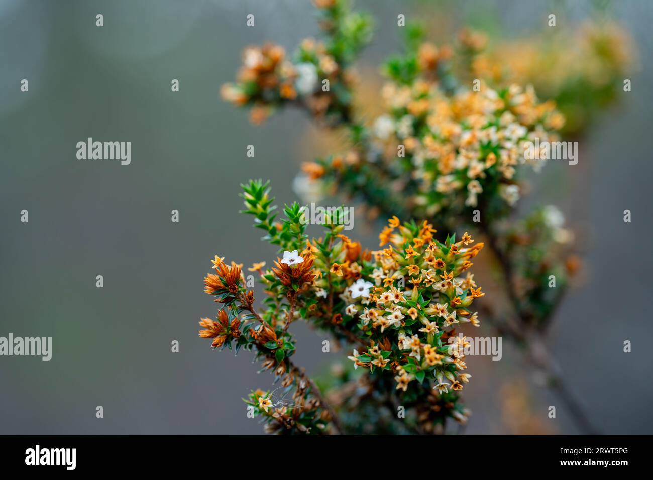 Australian bush tea hi-res stock photography and images - Alamy