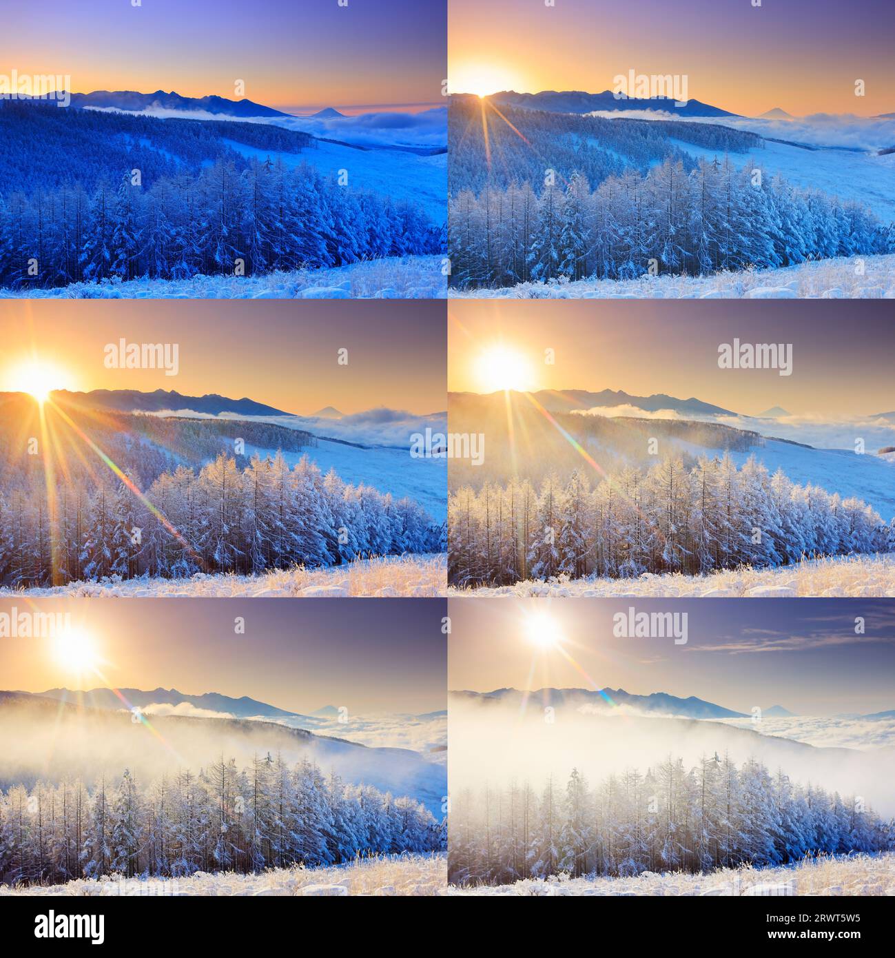 Yatsugatake mountain range, Mt. Fuji, larch forest with fog and ice ...