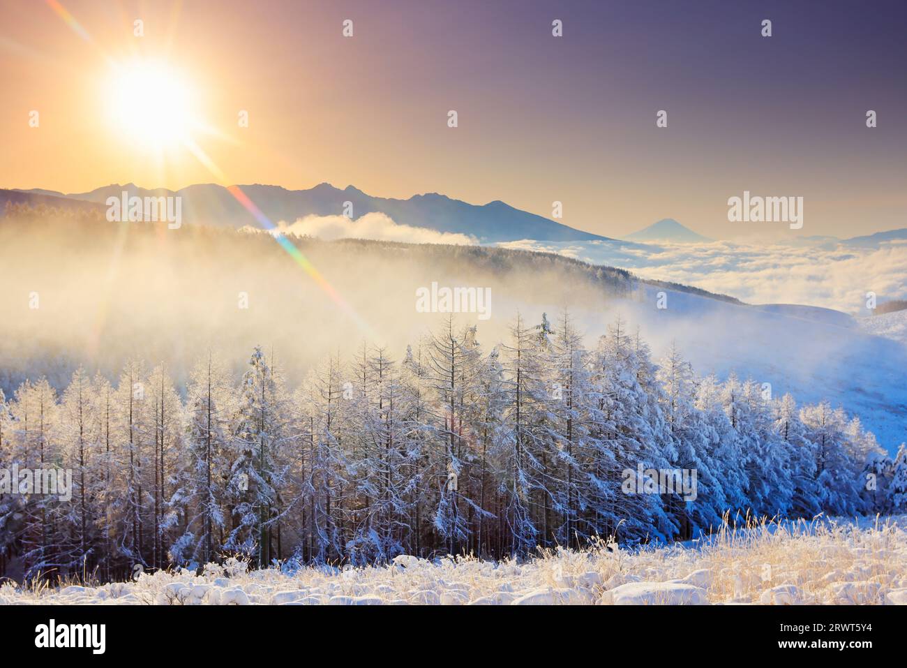 Yatsugatake mountain range, Mt. Fuji, larch forest with fog and ice ...