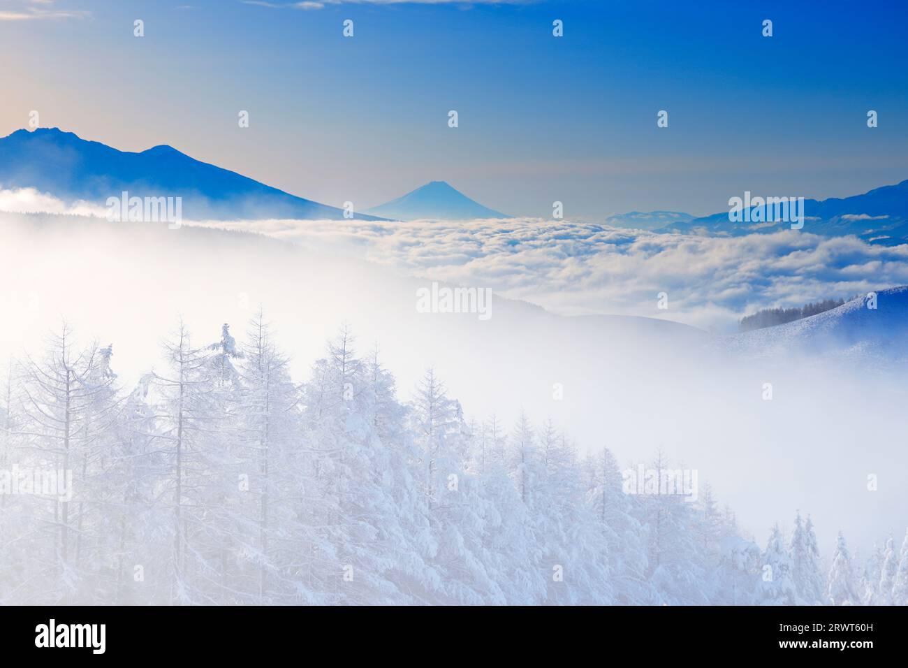 Yatsugatake mountain range, Mt. Fuji, sea of clouds, larch forest with ...