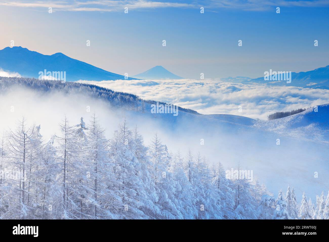 Yatsugatake mountain range, Mt. Fuji, sea of clouds, larch forest with ...