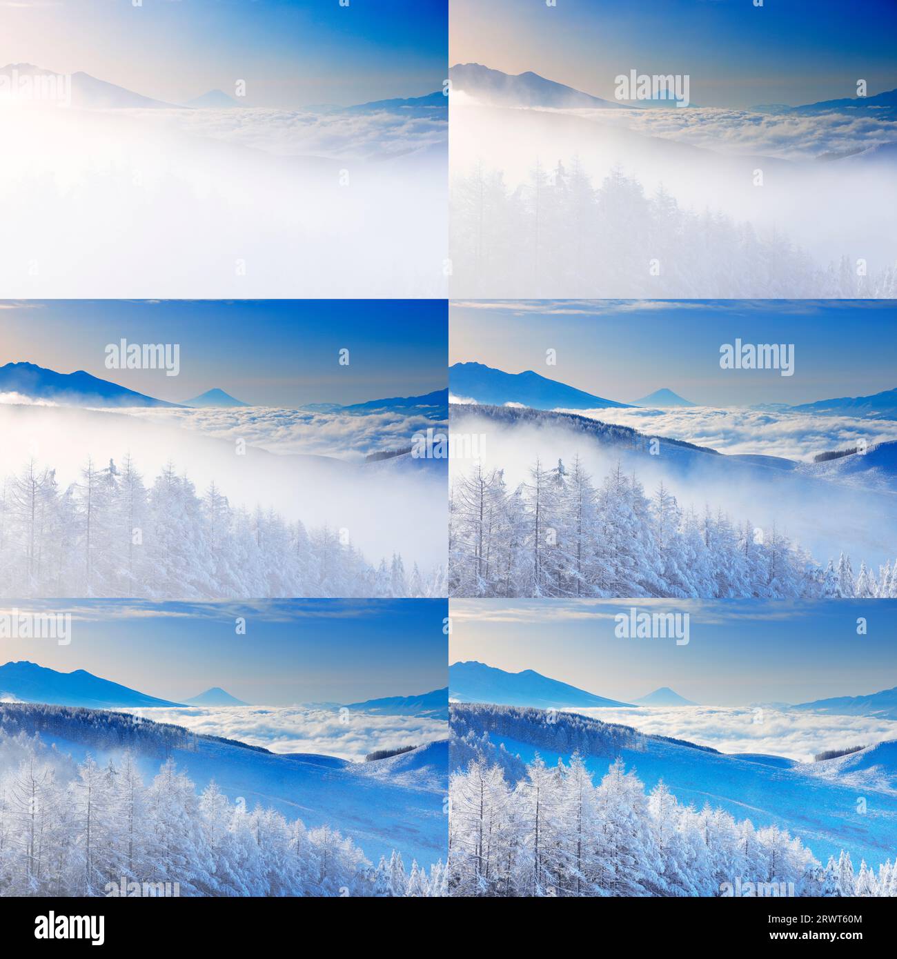 Yatsugatake mountain range, Mt. Fuji, sea of clouds, larch forest with ...