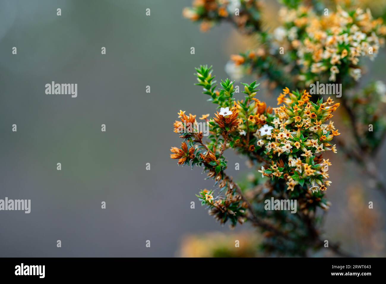 tea tree in australia in the forest in the bush Stock Photo - Alamy