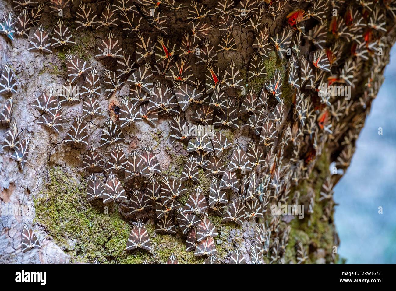 Russian Bears (Euplagia quadripunctaria) also Spanish Flag, Harlequin ...