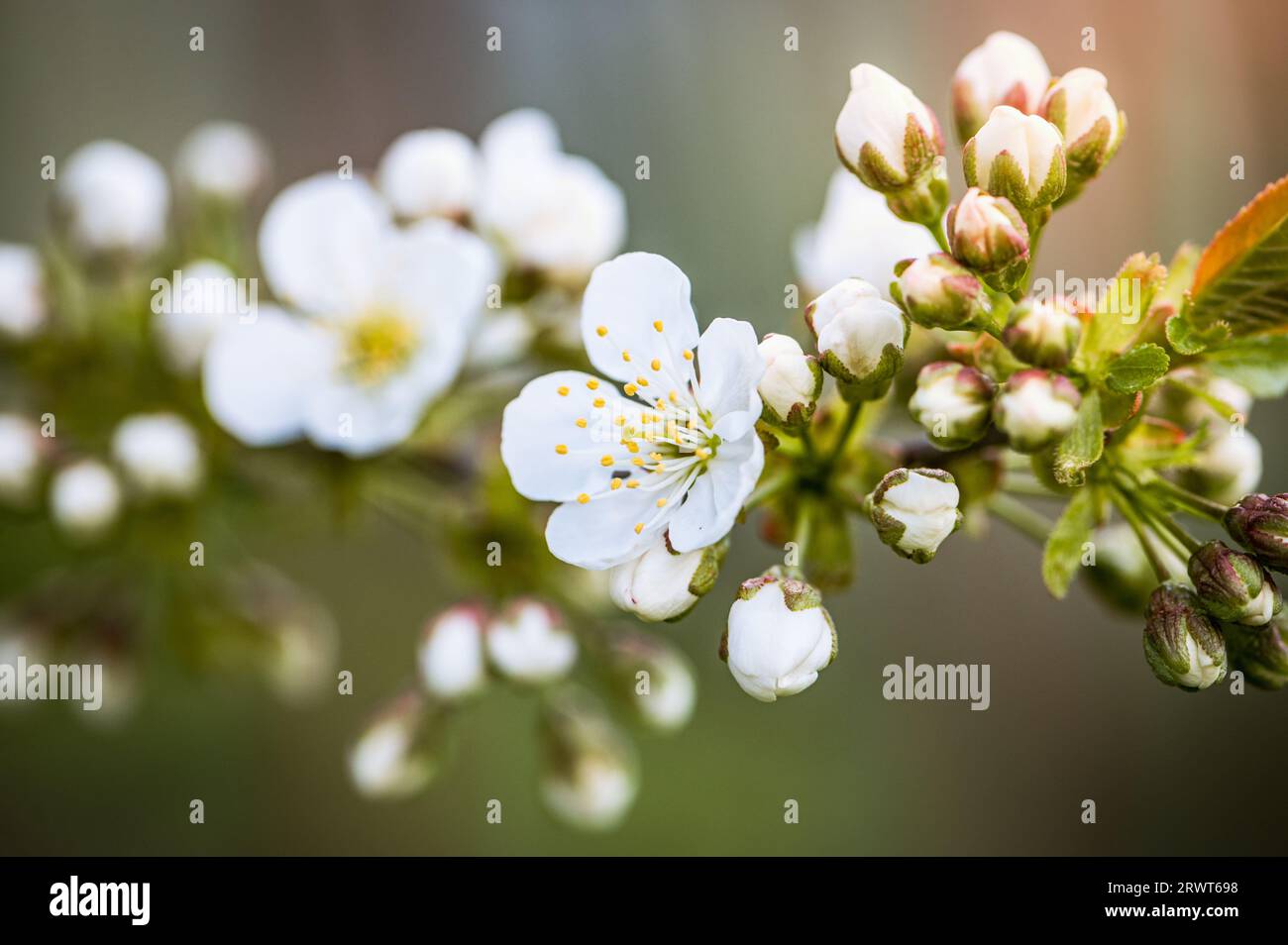 Sunset Serenade of Cherry Blossoms: Spring's Floral Dance Stock Photo ...