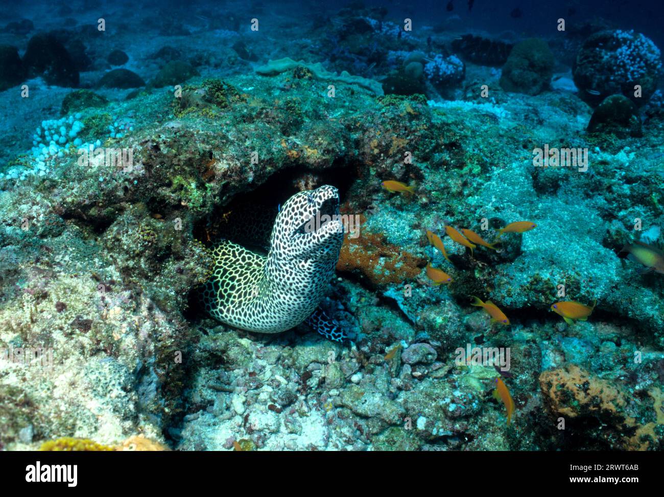 Large Reticulated Moray Stock Photo - Alamy