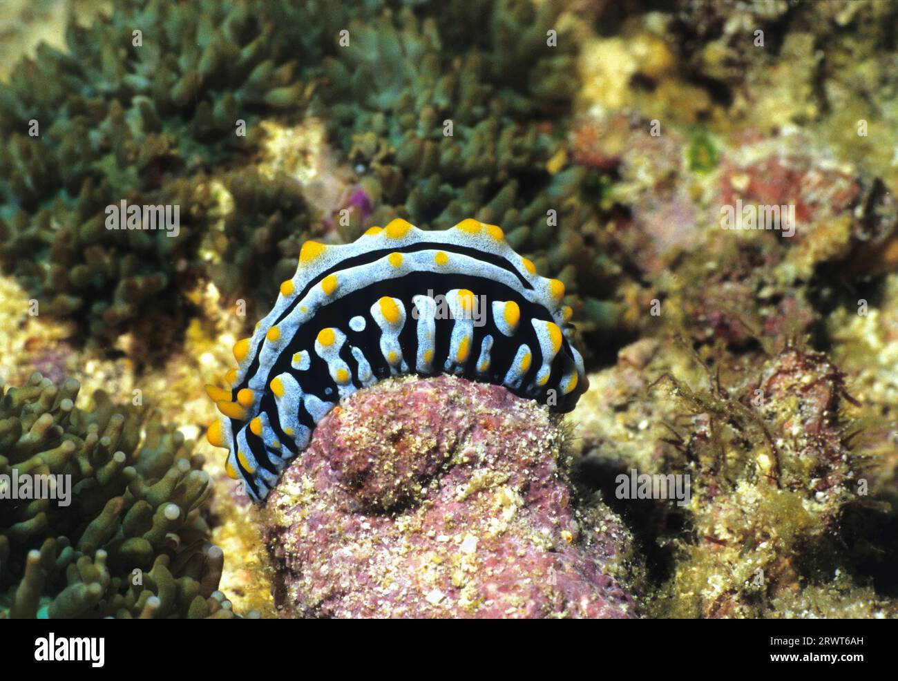 Phyllidiidae warty hi-res stock photography and images - Alamy