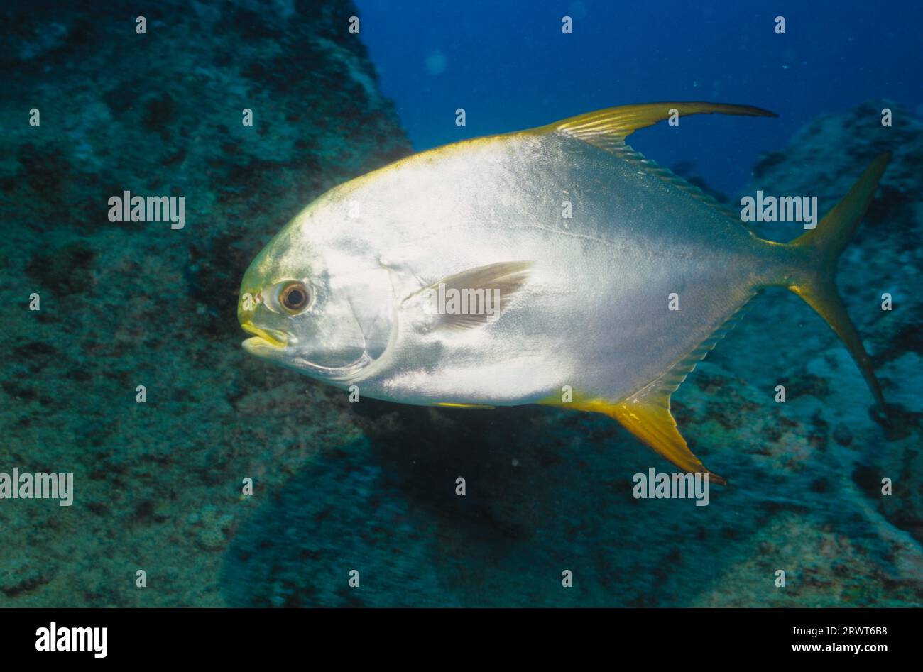 Atlantic mackerel hi-res stock photography and images - Alamy